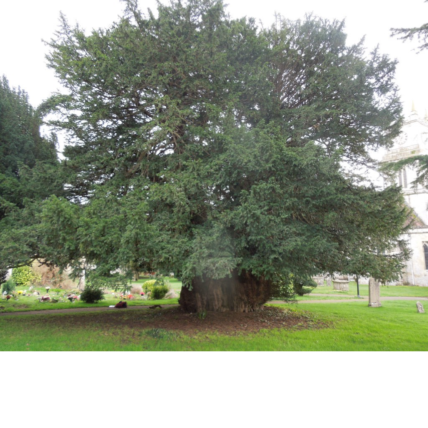 A Tisbury and Fonthill walk - CPRE Wiltshire